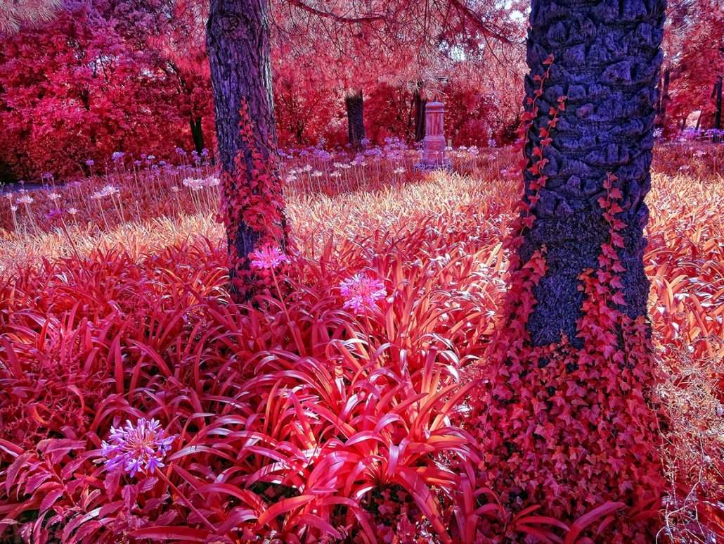 Fotografía infrarroja: consejos para iniciarte en esta especialidad ...