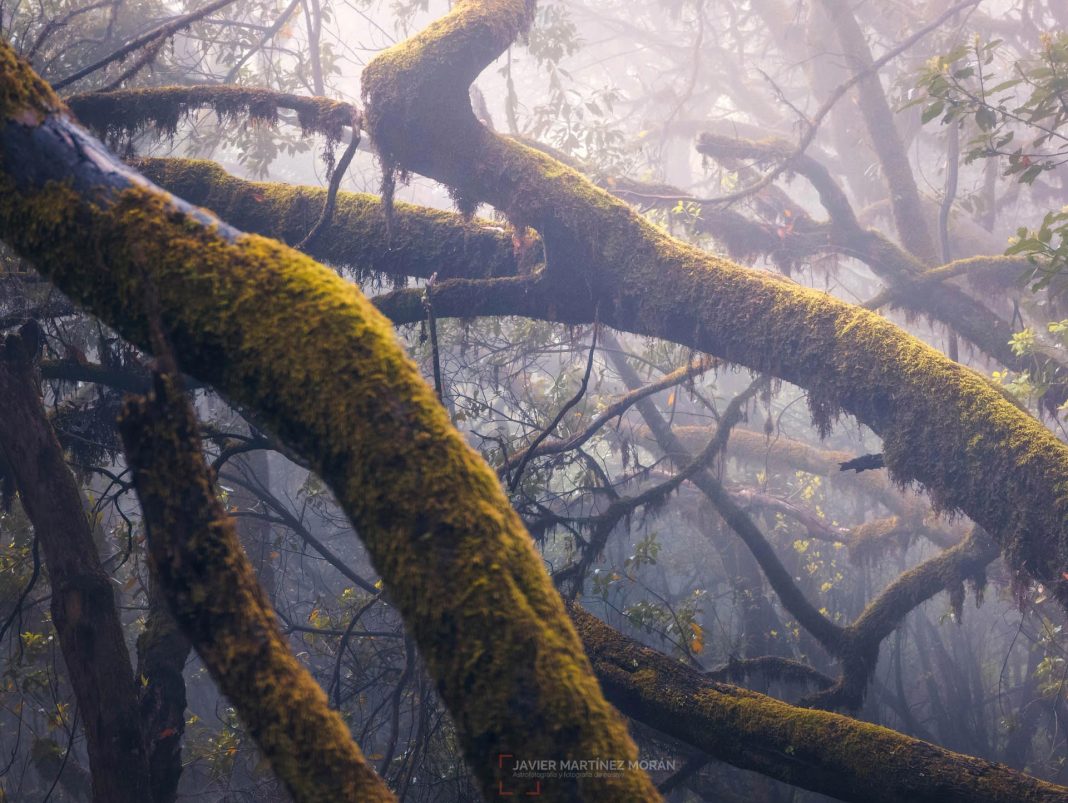 Google Pixel 7 Pro, ¿el mejor móvil para fotógrafos por calidad y ...