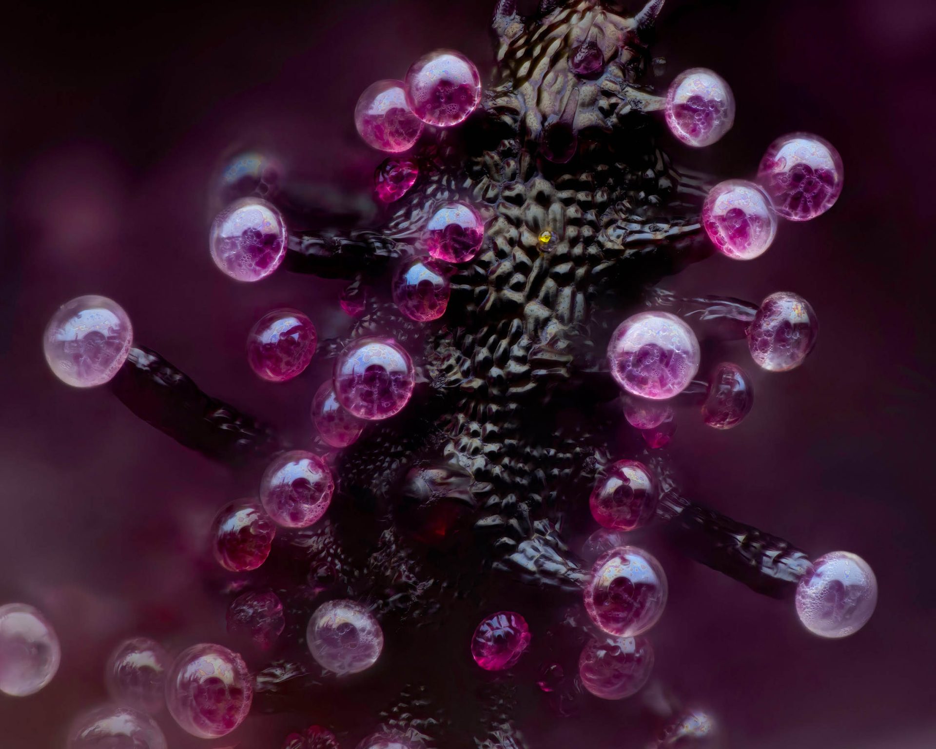 Más allá de lo que el ojo puede ver: la mejor fotografía microscópica ...